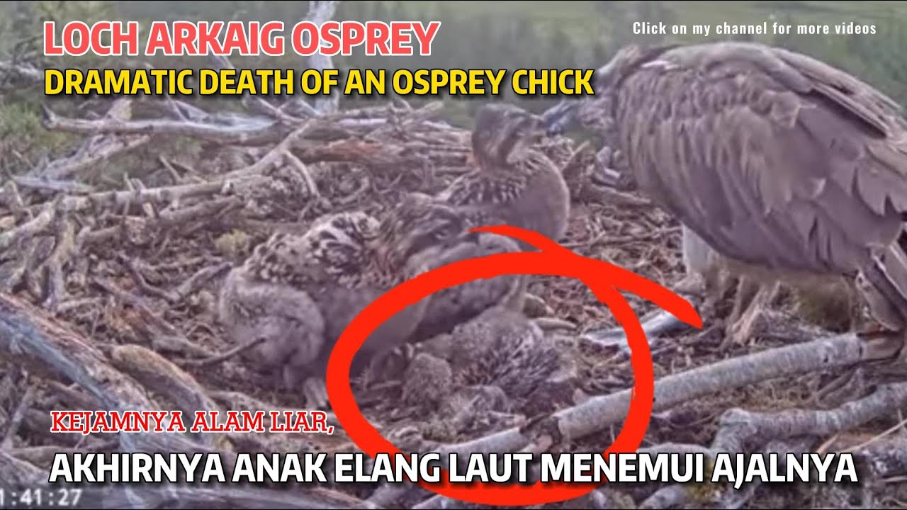 Akhirnya sekarat,anak elang mati secara tragis 💔😥 - YouTube