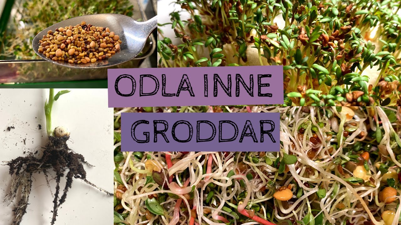 Odla dina egna groddar inomhus - alfa alfa, rödbeta, rädisa, broccoli ...