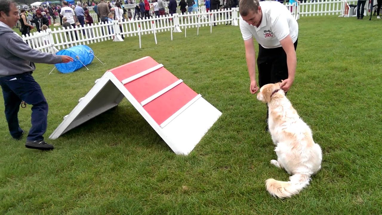 Dog Agility Course Failure - YouTube