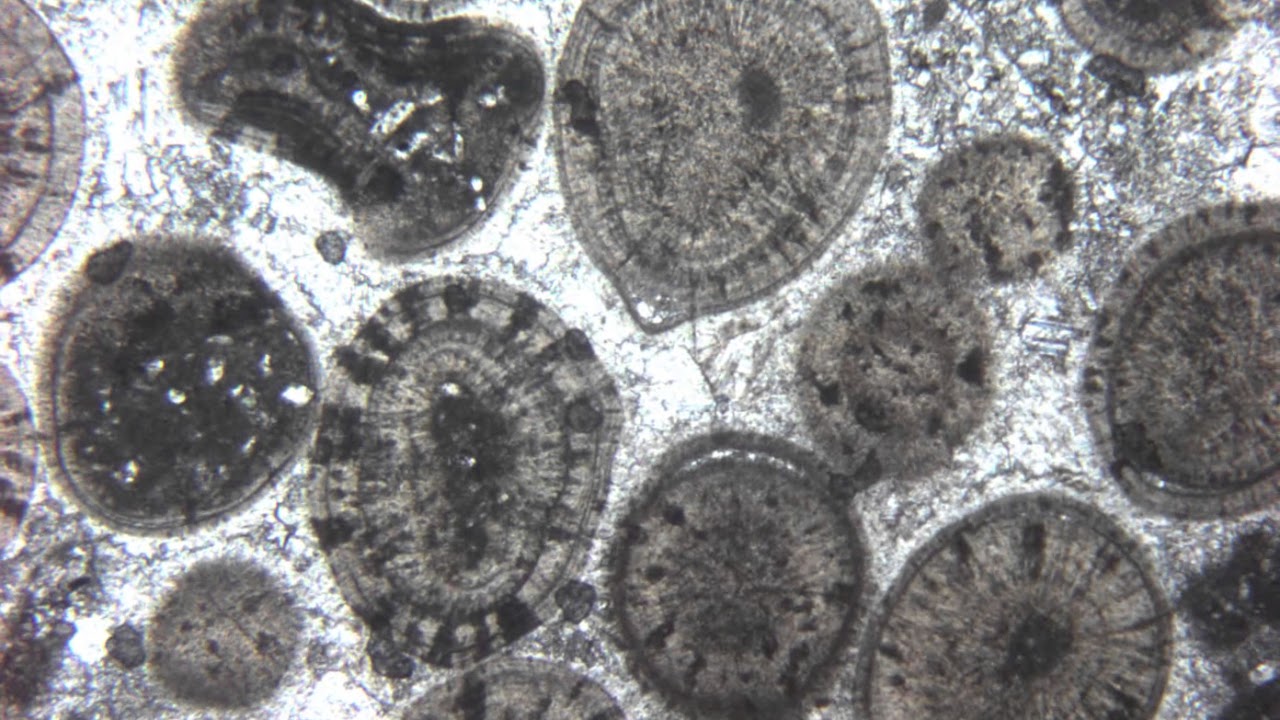 Calcaire oolithique au microscope polarisant (LPNA) - YouTube