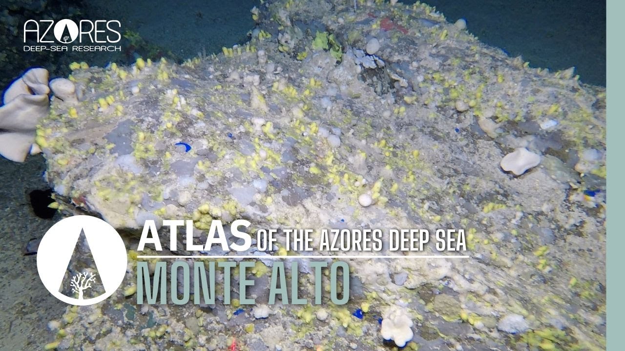 Monte Alto seamount | ATLAS of the Azores deep sea - YouTube