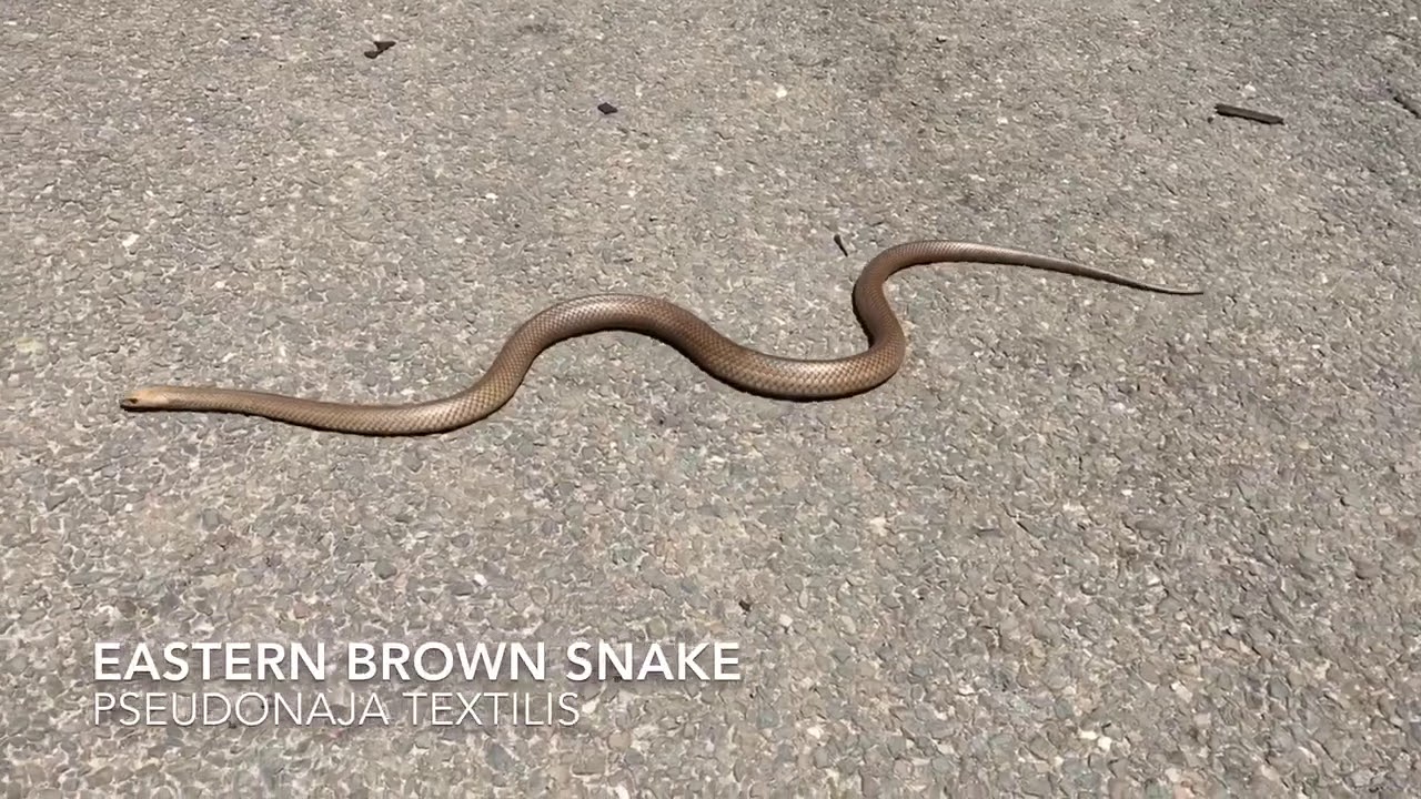 Eastern Brown Snake (Pseudonaja textilis) - YouTube