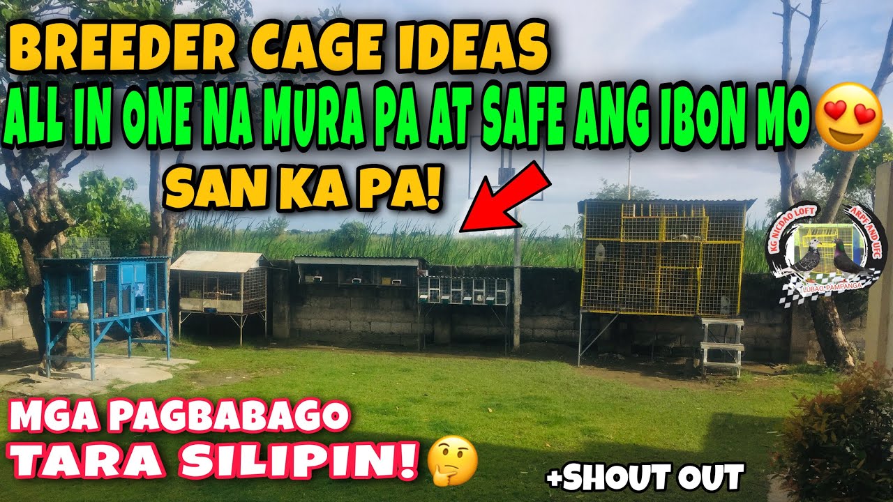 BREEDER CAGE IDEAS FOR PIGEONS / ALL IN ONE KALAPATI BREEDER CAGE WITH ...