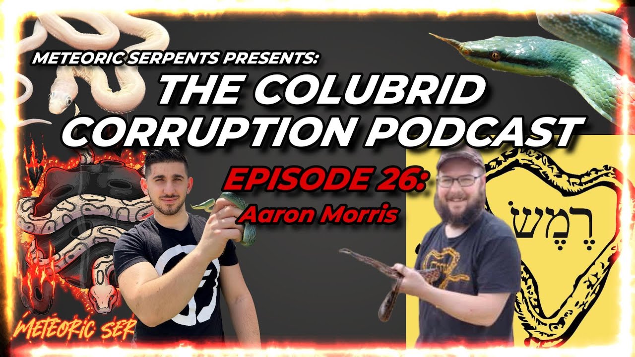 Going Down the Texas Rat Snake Rabbit Hole w/ Aaron Morris | Colubrid ...