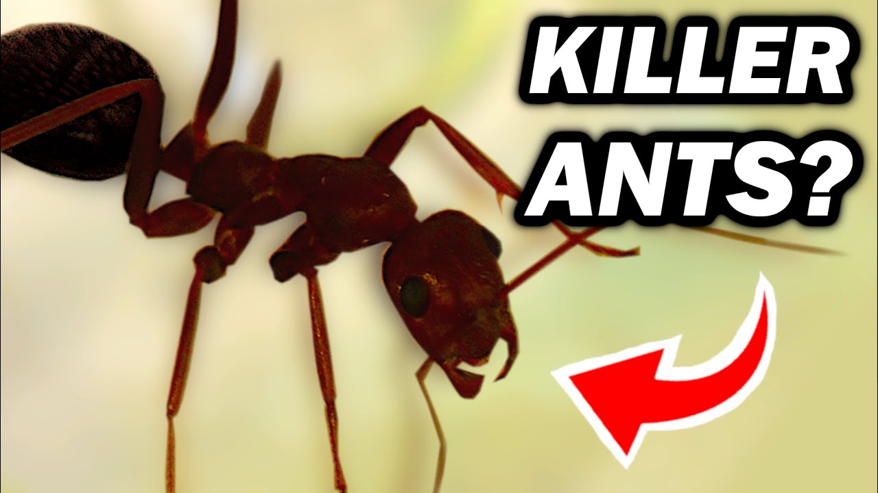 SKULL COLLECTING ANTS? - The STRANGEST Ant You've NEVER Heard Of - YouTube