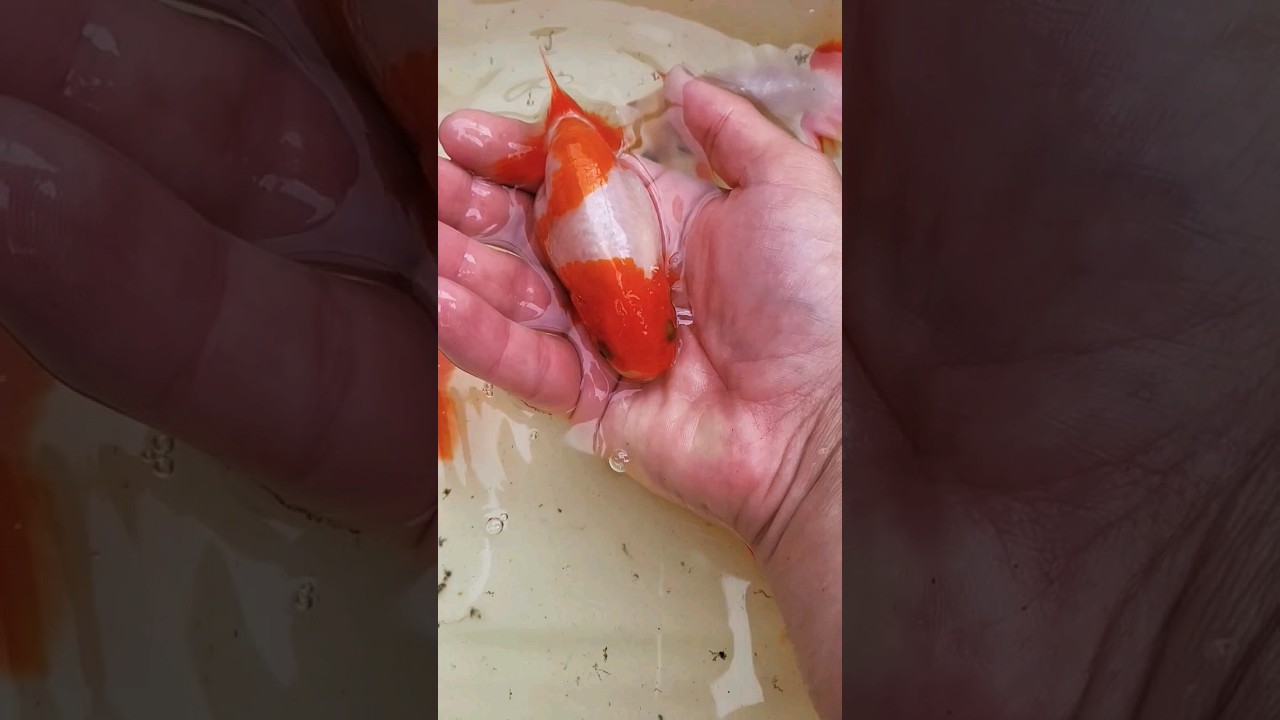 New Japanese top view Ranchu added to the collection! #fancygoldfish # ...