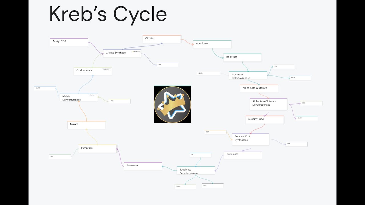 Anking Pathway Tutorial - YouTube