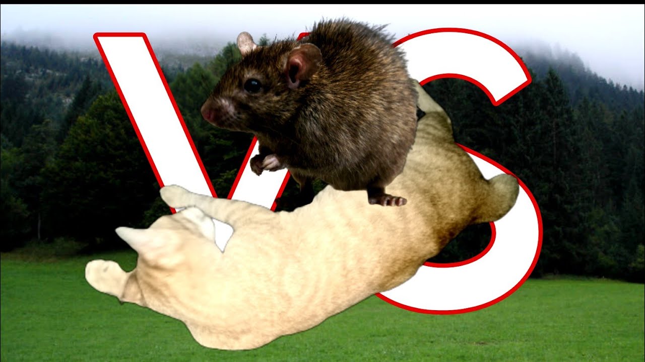 CAT VS RAT 2023 WRESTLING HAHA - YouTube