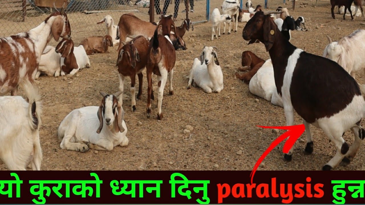 बाख्रामा हूने जटिल समस्या paralysis हुनै नदिन केगर्नु पर्दछ? सम्पूर्ण ...
