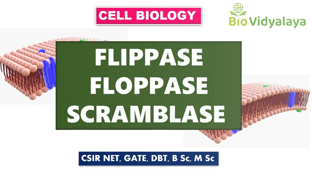 Cell Biology: Flippase, Floppase and Scramblase | Membrane Asymmetry ...