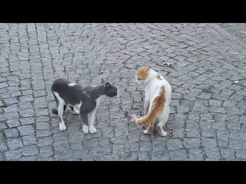 Kedi kavgası. Kedi gerçek kavga sesi.#keşfetteyiz #cat #catfight