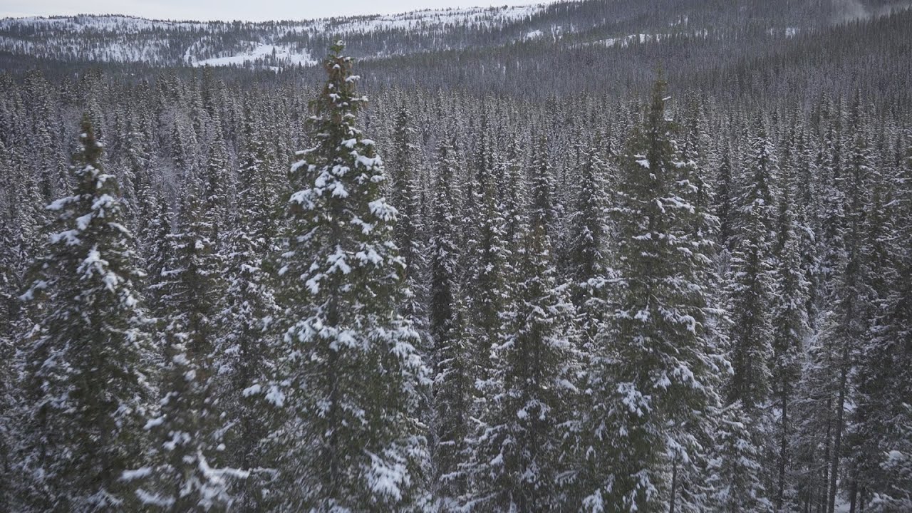2446. Skog vinter (Winter forest) Drone Stock Footage Video - YouTube