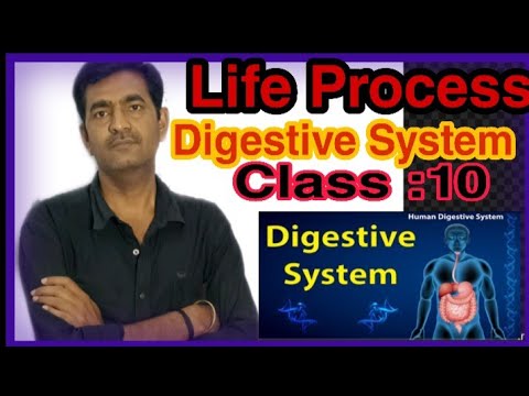 Human Digestive System class 10 science biology Life Process By Neeraj ...