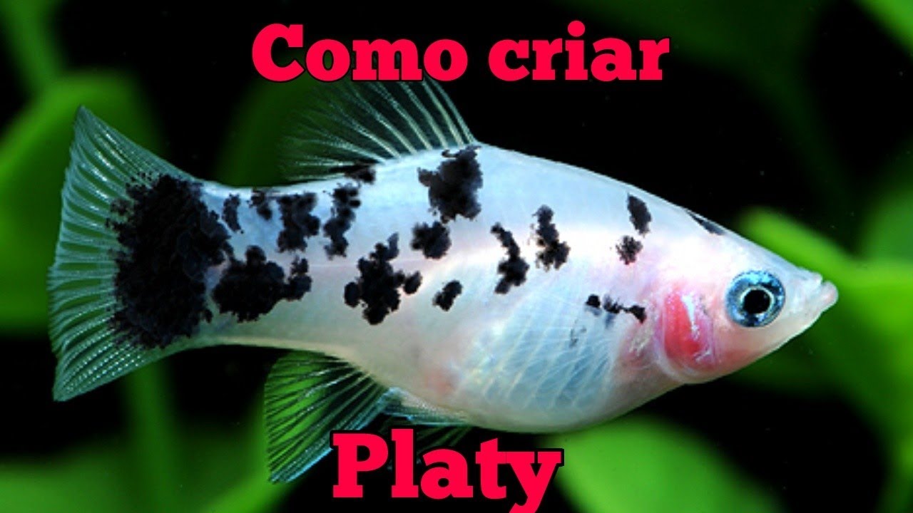 Como criar PLATY em aquário - YouTube