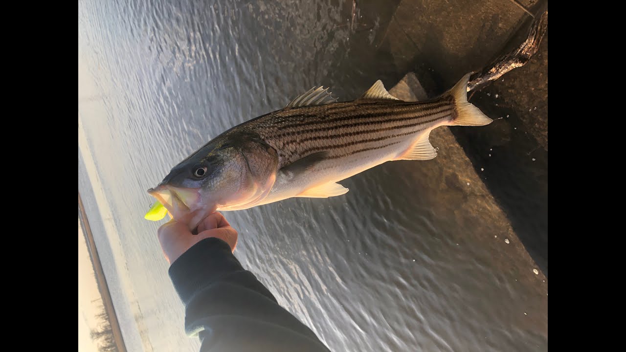 NJ Spring Striper - YouTube