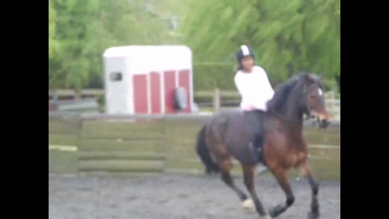 Toby Bareback *FLYING CHANGE!!* please read the description - YouTube