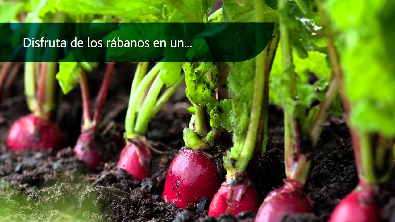 Imágenes De Rábanos