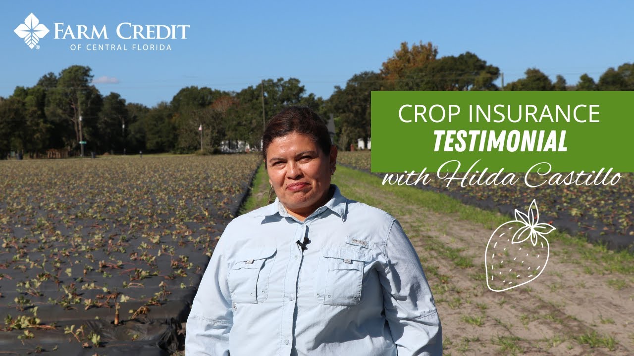 Crop Insurance Testimonial: Hilda Castillo (SPANISH) - YouTube