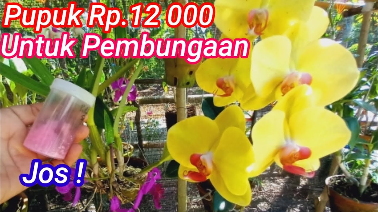 Cara Pemupukan Bunga Anggrek - YouTube