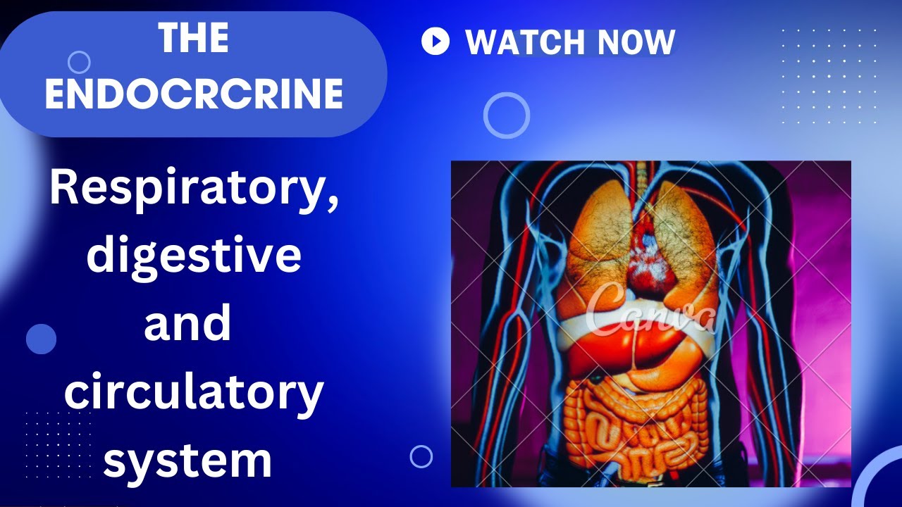 A Closer Look at the Respiratory, Circulatory, Digestive and Endocrine ...