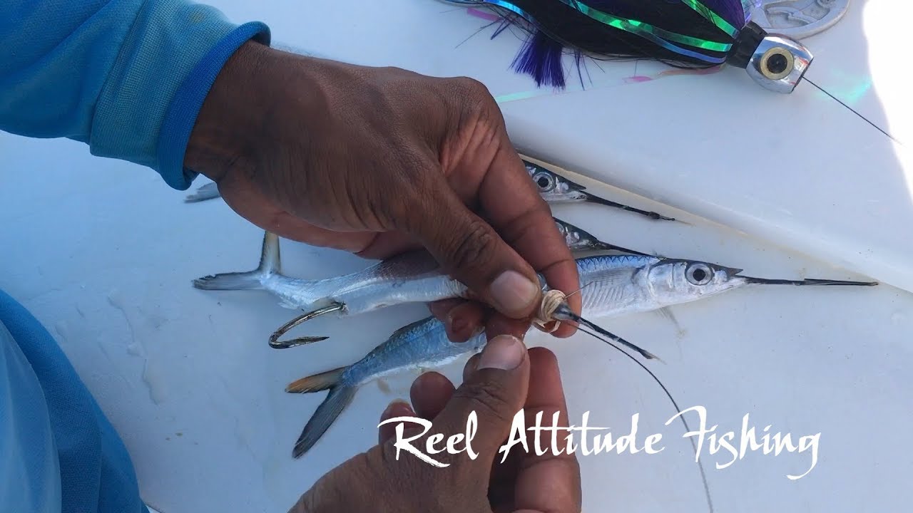 How To Rig A Ballyhoo Halfbeak For Trolling - YouTube