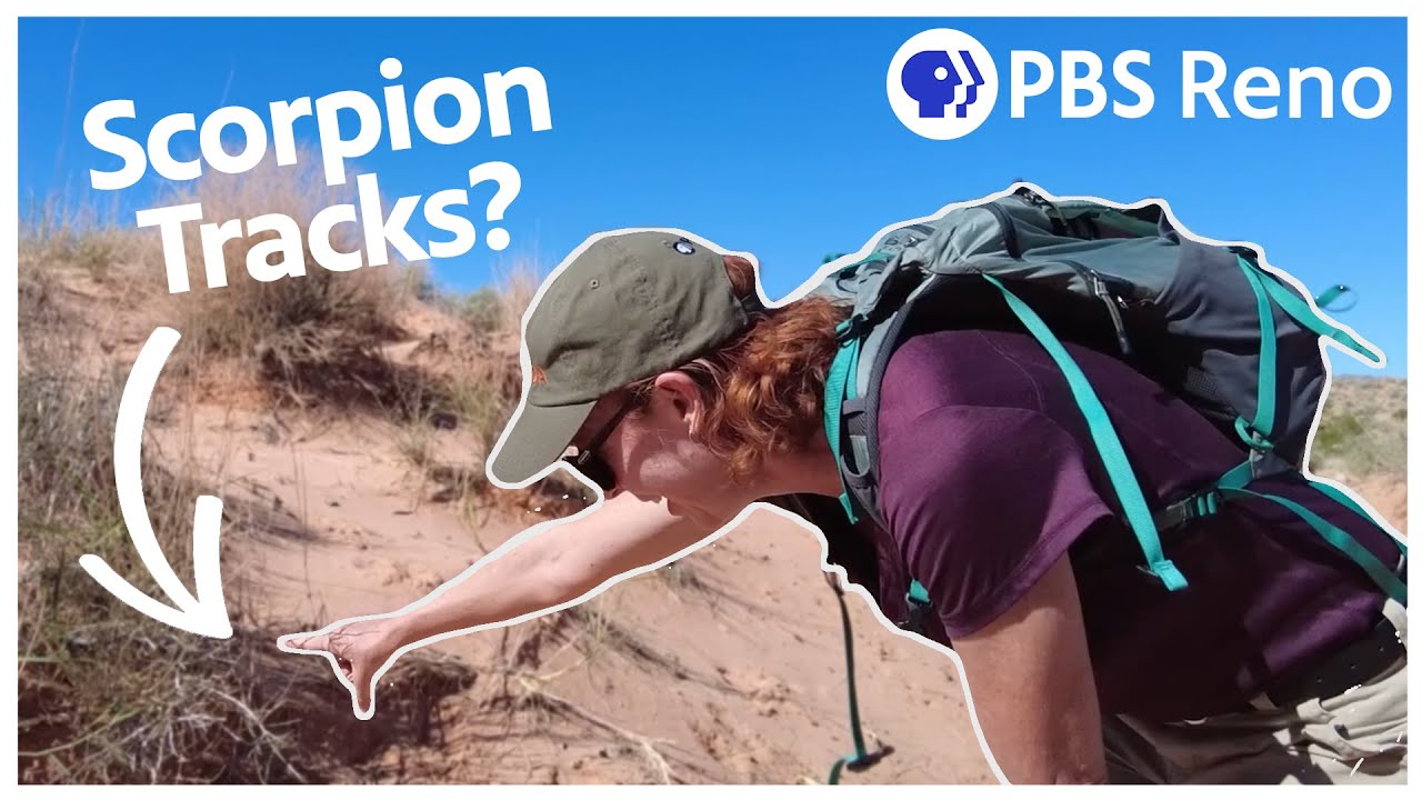 Chris Found Scorpion Tracks? | PBS Reno Content Friday - YouTube