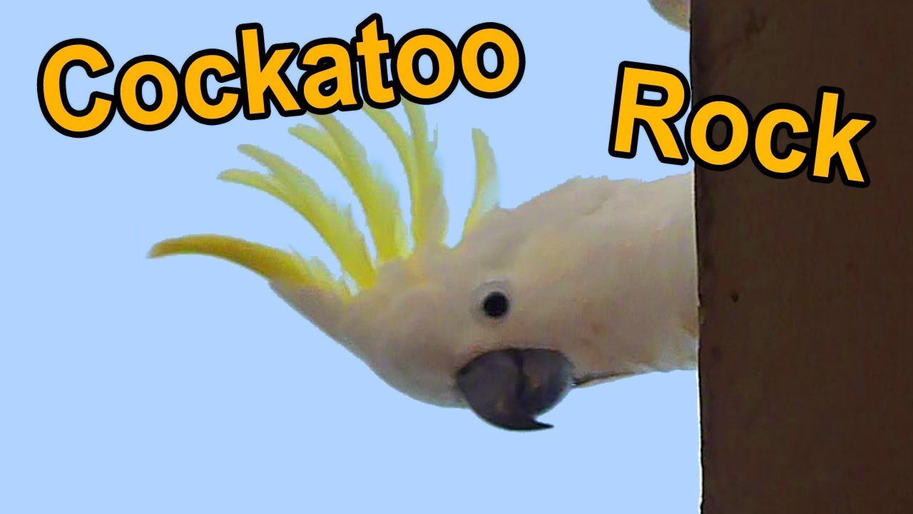 Cockatoo Rock - Wild Parrots Behaving Badly - YouTube
