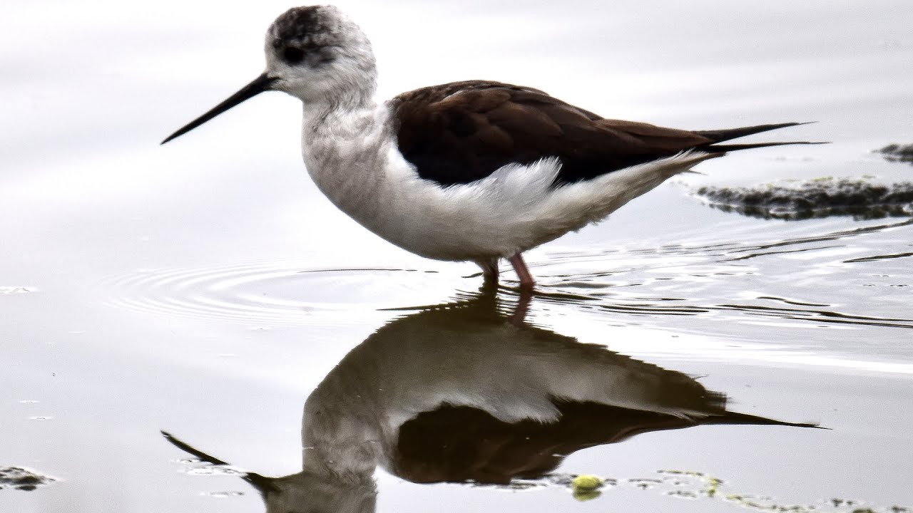 Pernilongo (Himantopus Himantopus) - YouTube