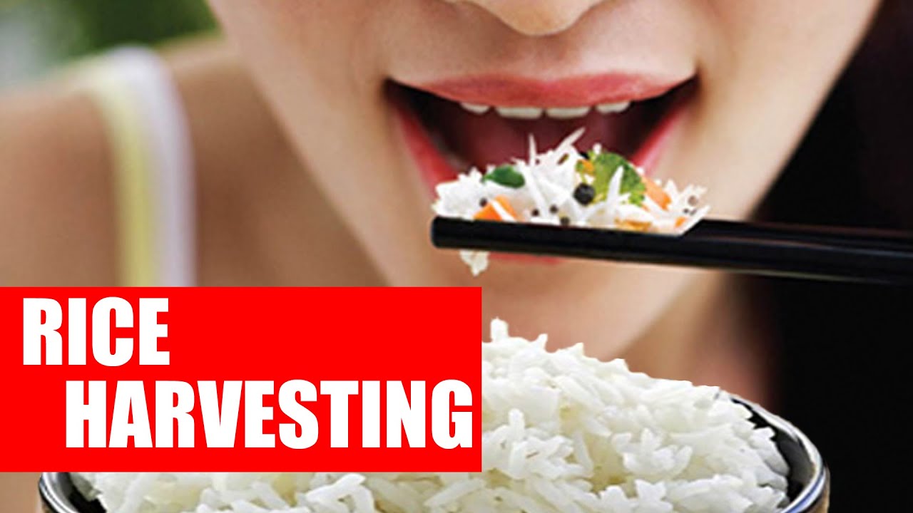 Awesome Rice Harvesting - How to Harvest Rice? - Harvest Process ...