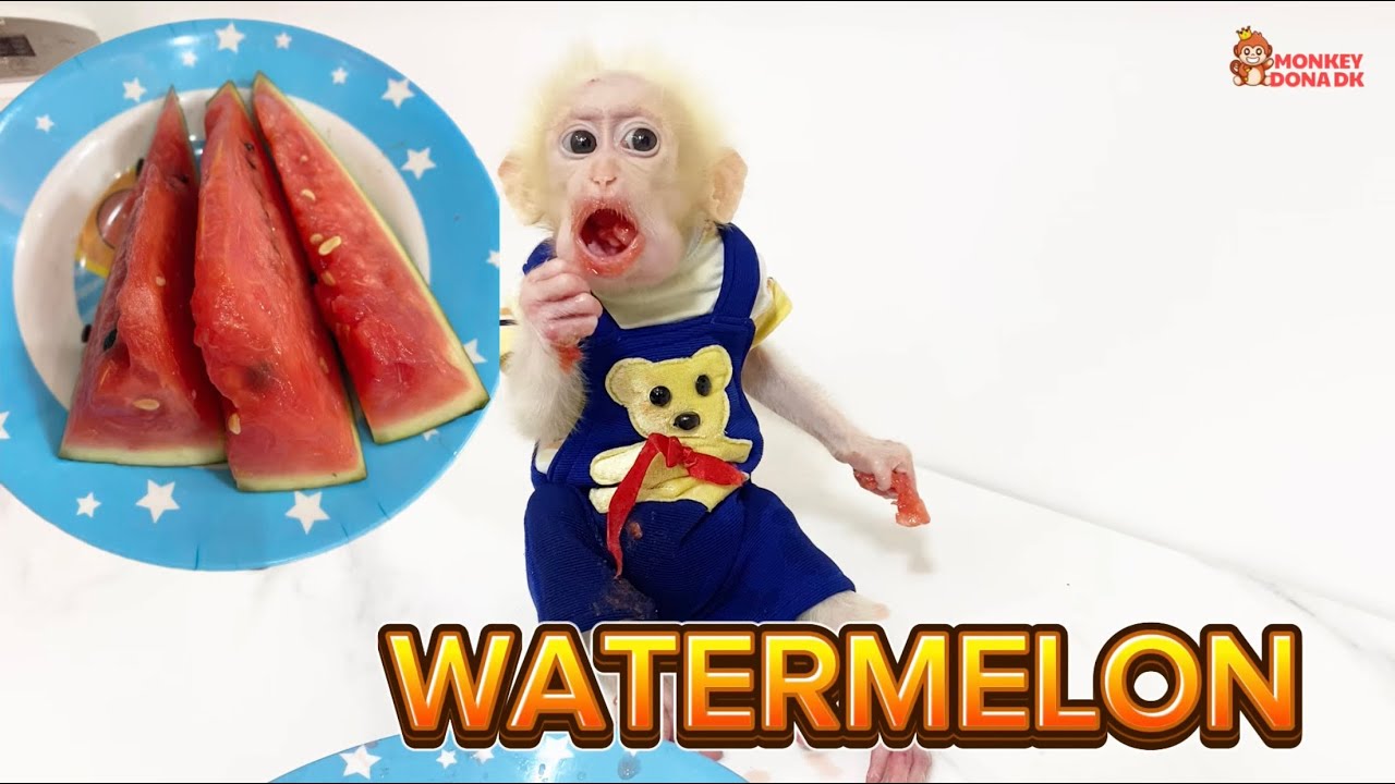 Dona the monkey likes to eat watermelon - YouTube