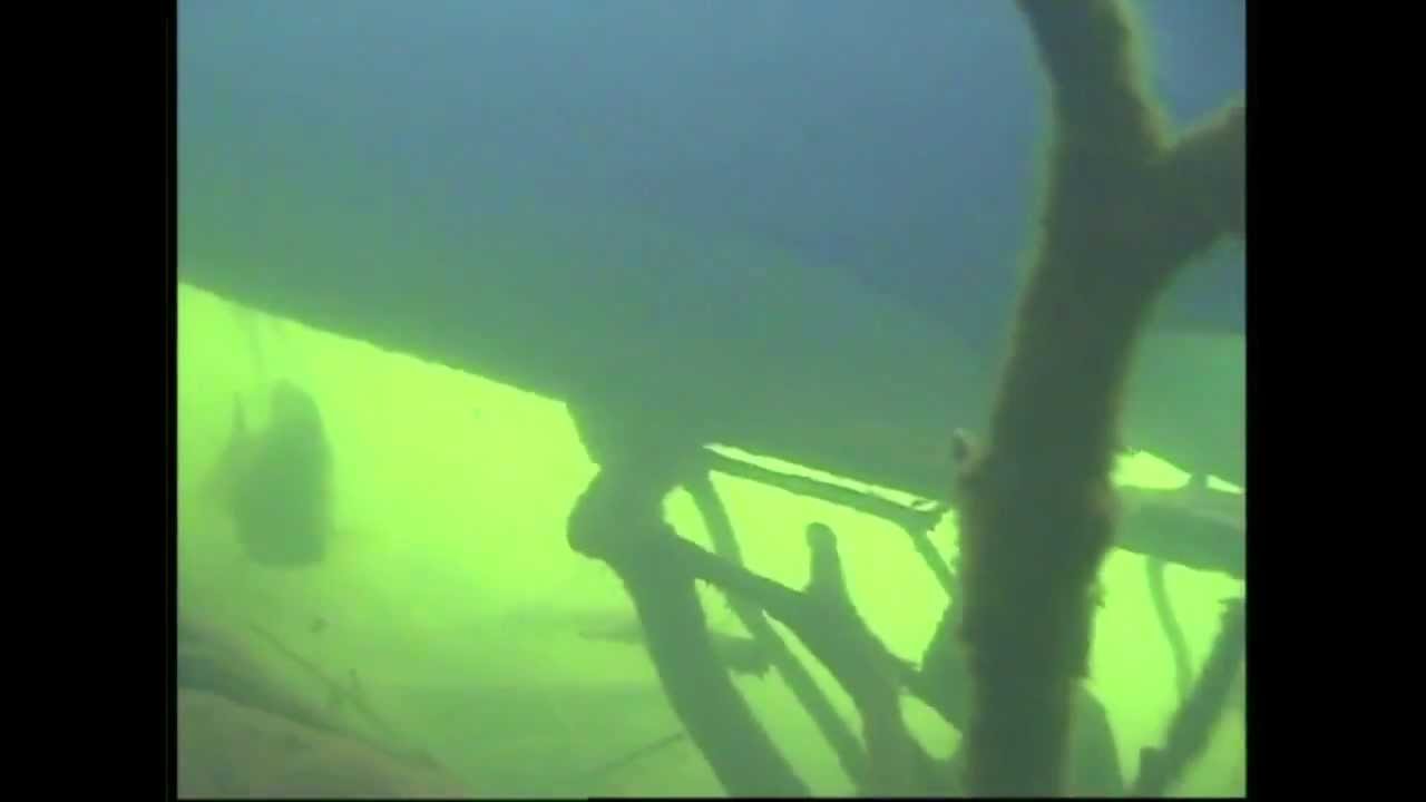 Brian Dare talks nesting Murray Cod - YouTube