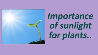Importance of sunlight to plants..