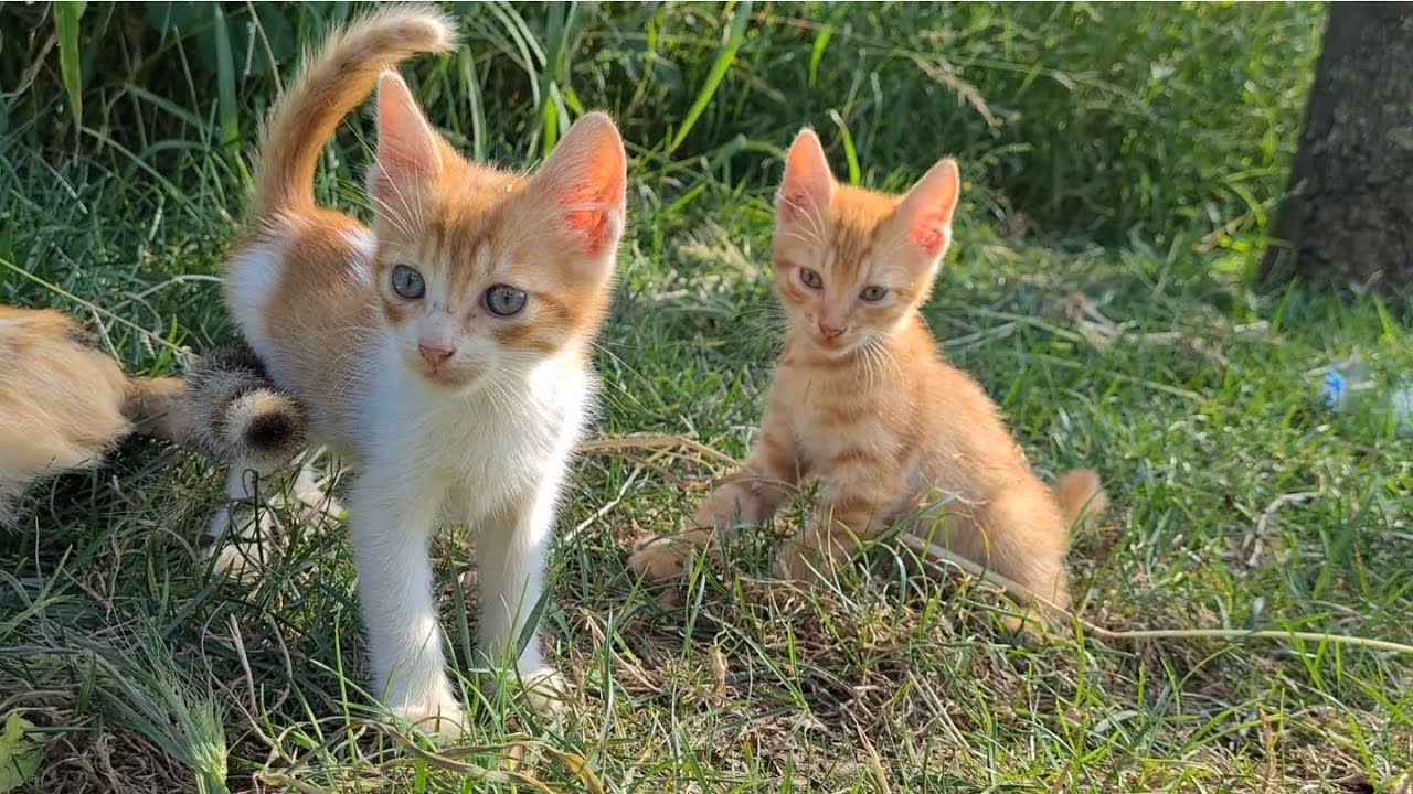 The 4 cutest little kittens in the world. - YouTube
