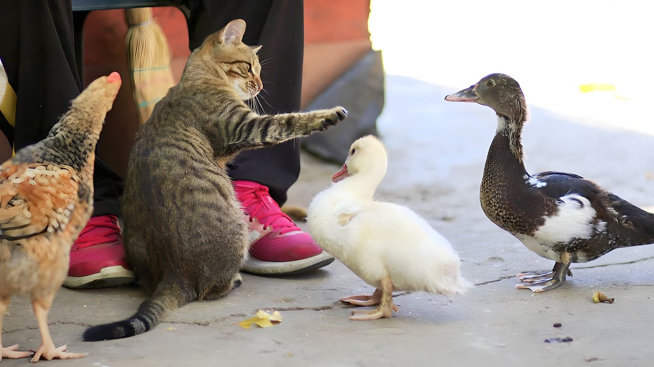 Cat Vs Duck | Funny Fighting 🤣 | Funny Animals | Duck And Cat Fight ...