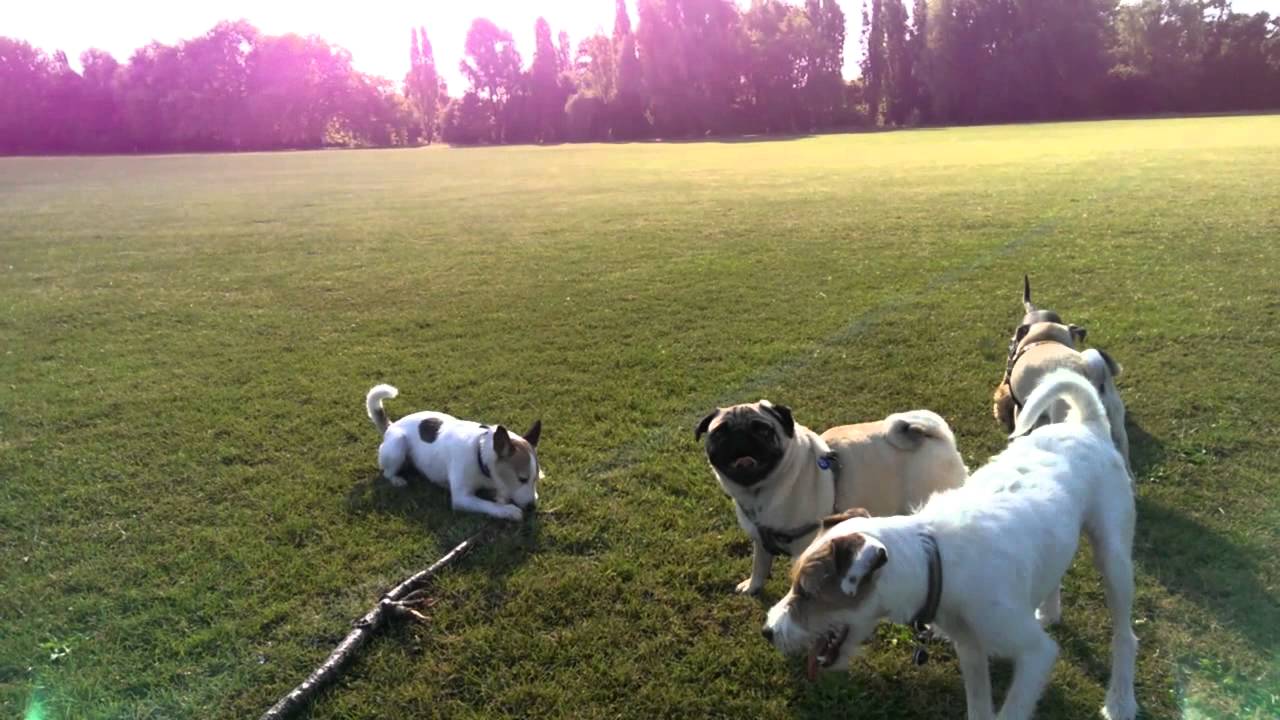 Dog Walking Tooting Common - YouTube