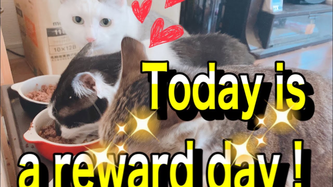 【Cute cat】Today is a reward day. - YouTube