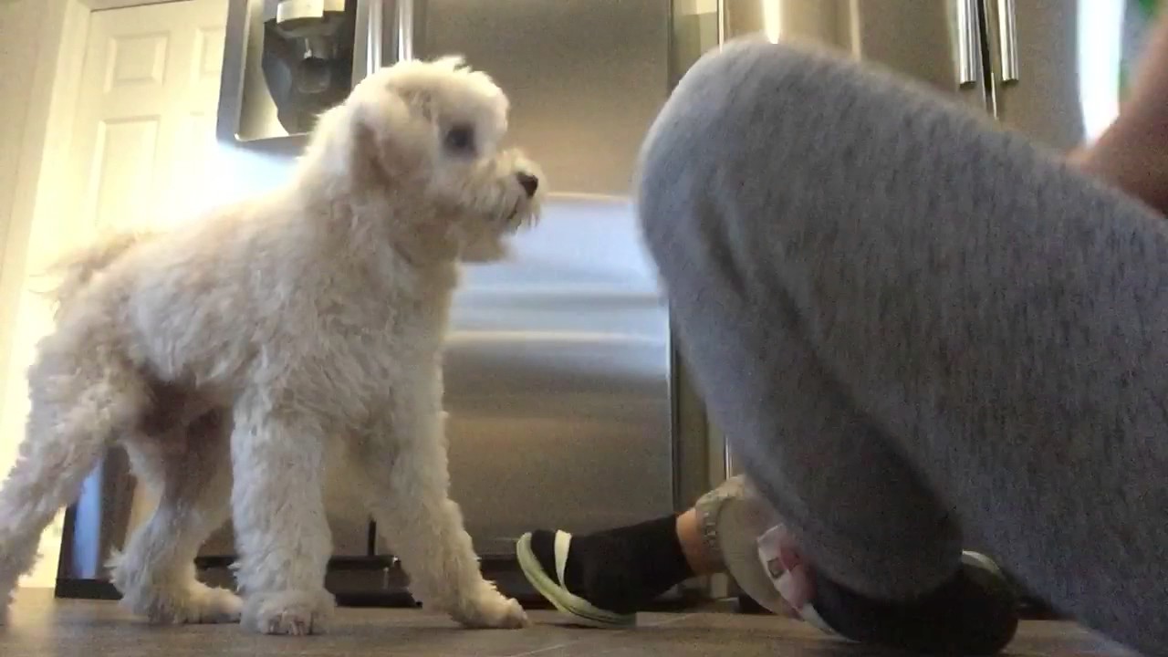 Poofie playing - YouTube