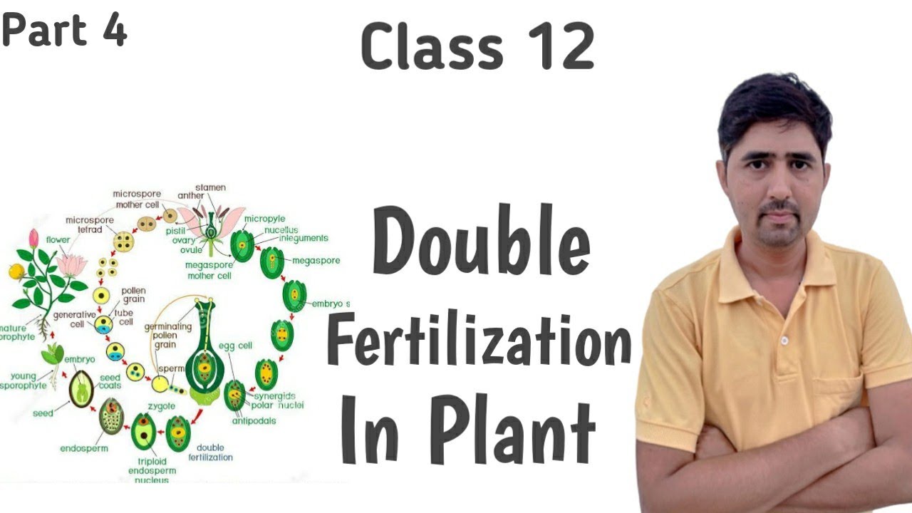 Class 12 Double Fertilization In Flowering Plant - Part 4 - YouTube