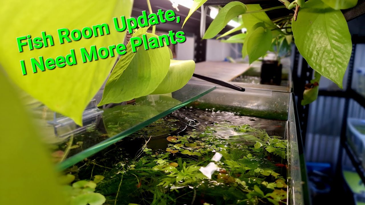 Fish Room Update, I Need More Plants. Can I set up an Amazon Themed ...
