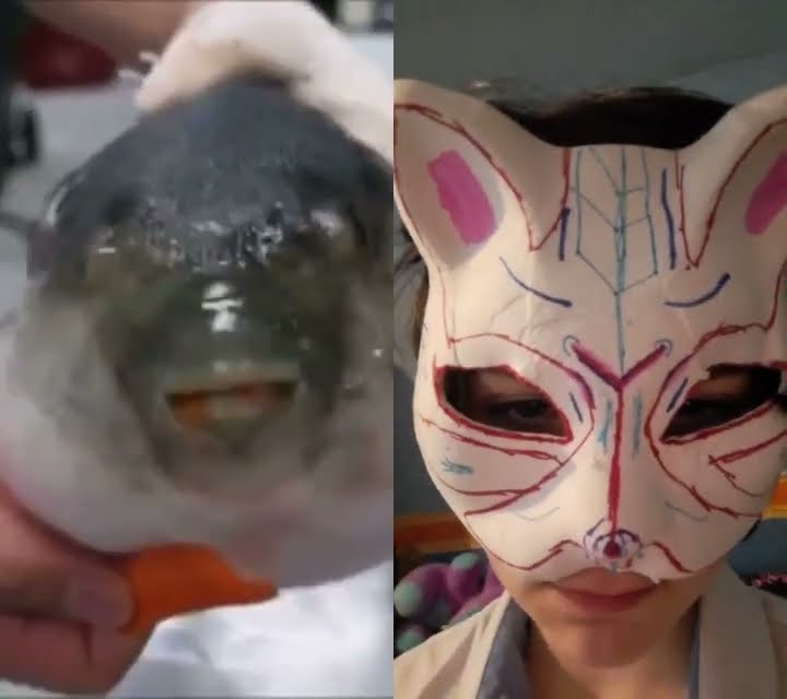 puffer fish eating a carrot meme reaction 🤣 #pufferfish #funny - YouTube