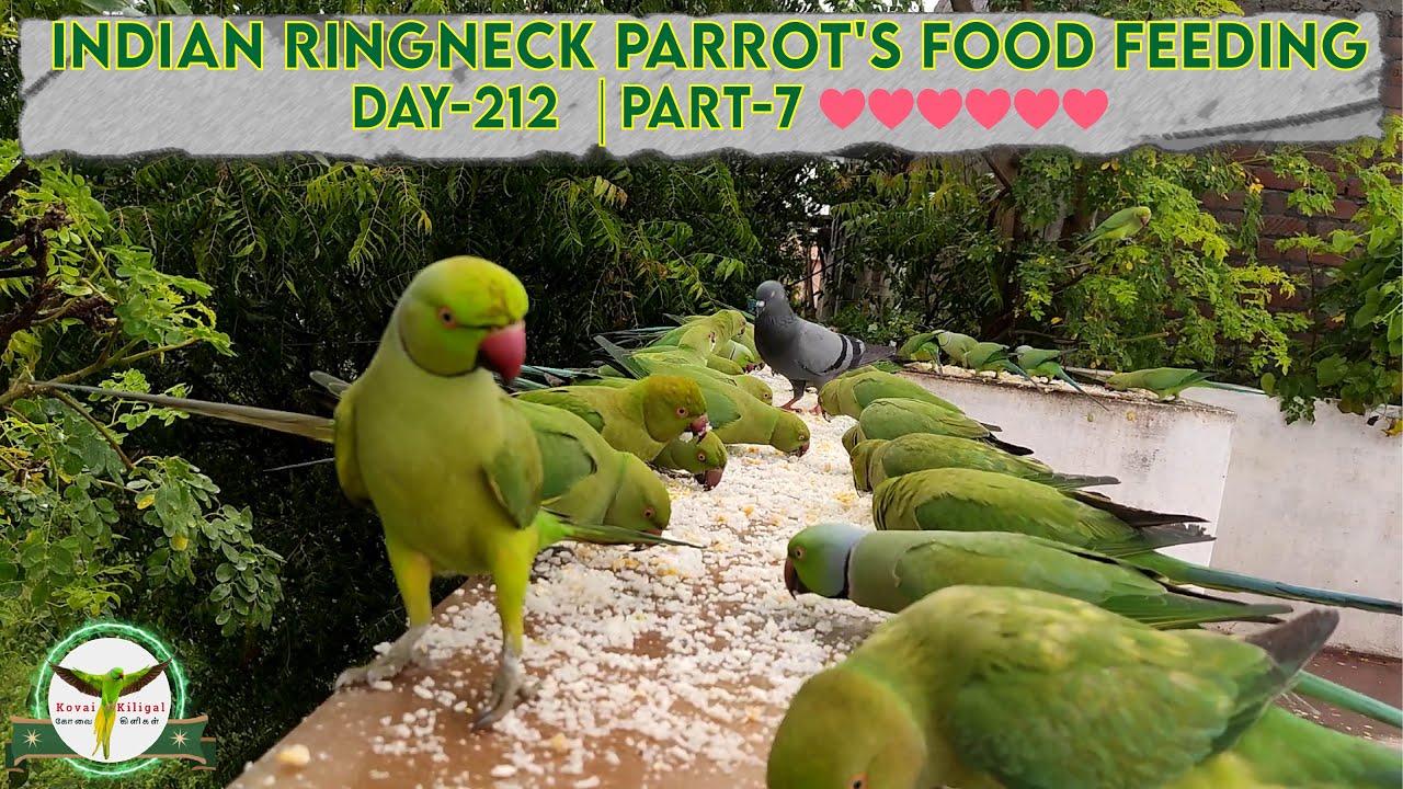 Indian Ringneck Parrot & Squirrel Cute Feeding Time | Soaked Rice ...