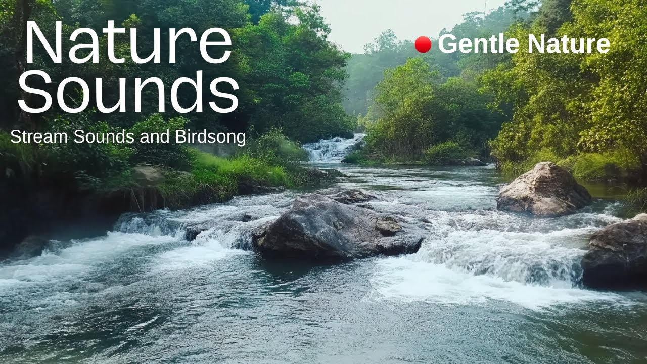 Morning Stream Flowing in the Forest,Chirping Melody | Energizing ...