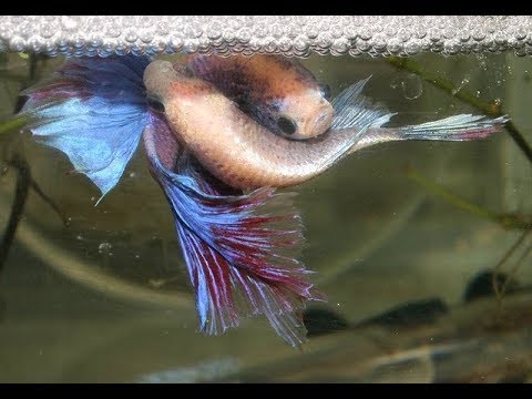 A guide to bettas - reproduction of bettas - BETTA Fish Breeding Guide ...