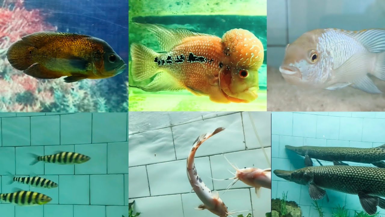Fish Aquarium Of Calcutta| Variety of 🐠🐟| Very Colourful| Beautiful To ...