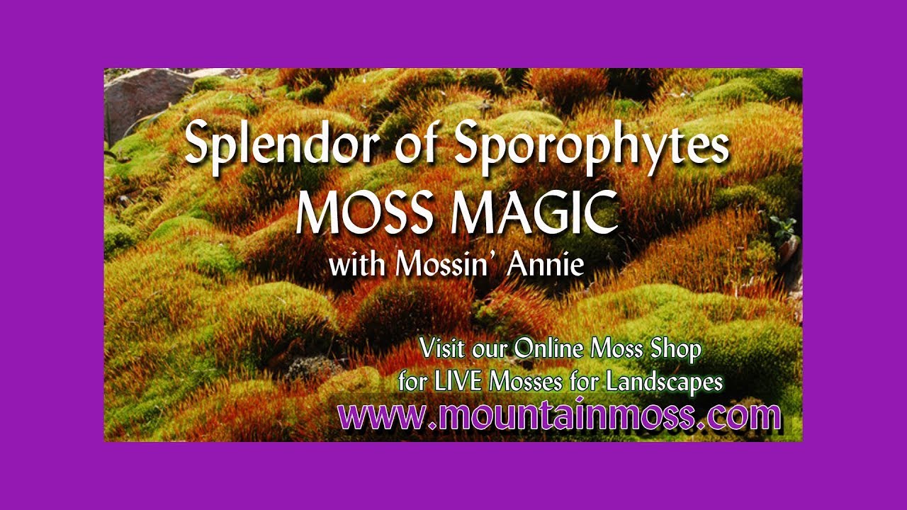 Splendor of Sporophytes -- Moss Magic - YouTube
