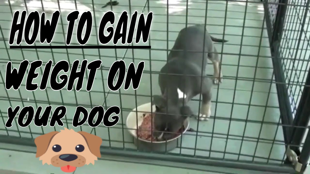 homemade dog food to gain weight - YouTube
