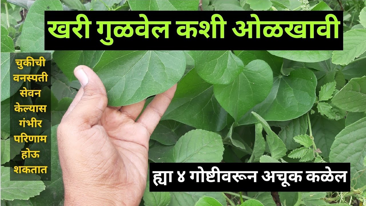 #गुळवेल कशी ओळखावी?अमृतवेल गुडूची गिलॉय #Gulvel Kashi Olkhavi/How To ...