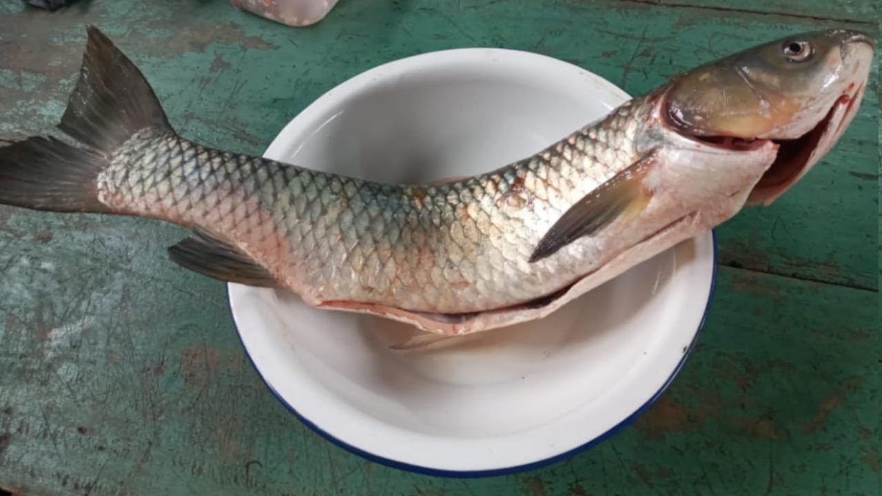 Cocinando un pescado llamado bobo escama en tabasco - YouTube