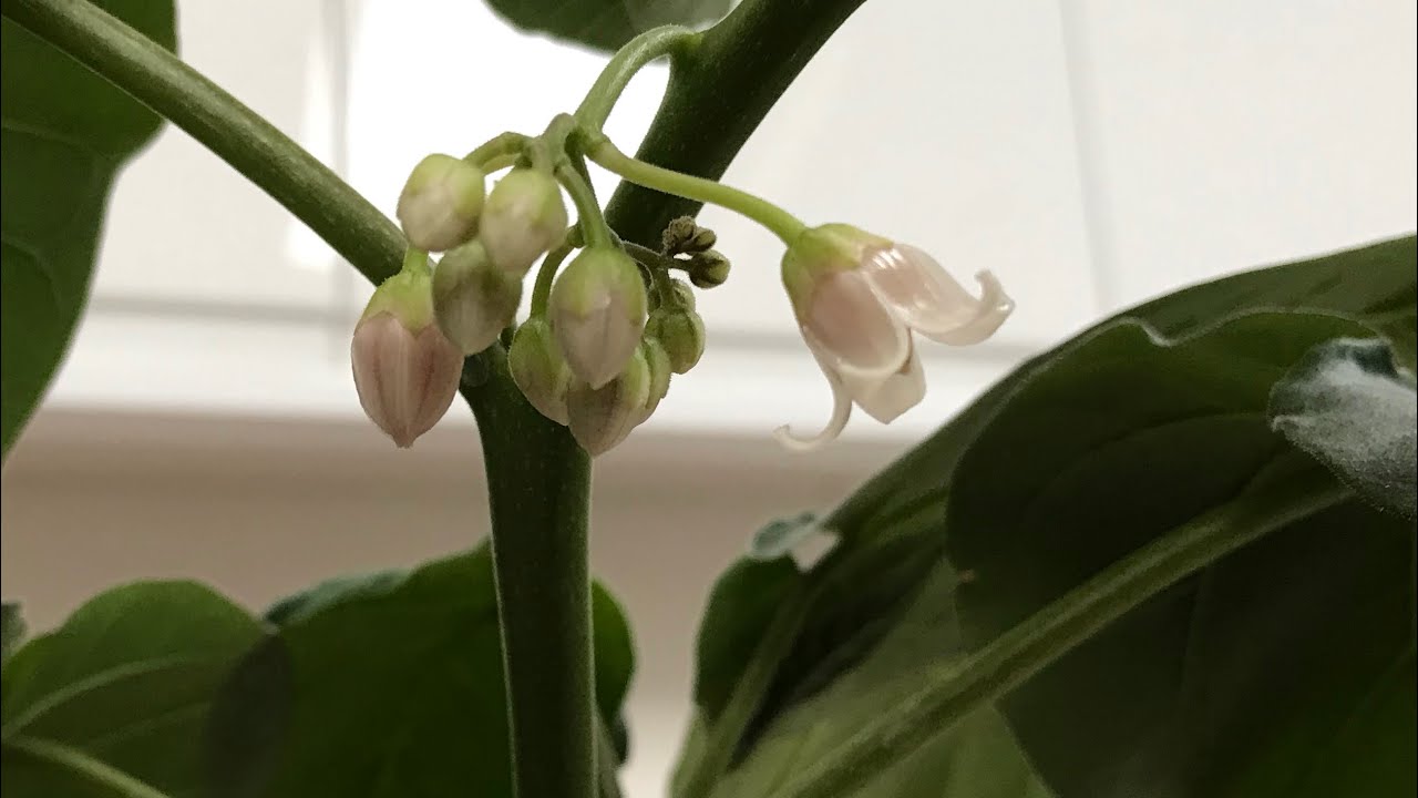 Tamarillo ( tree tomato ) flowers. This is the first time I’ve ever had ...