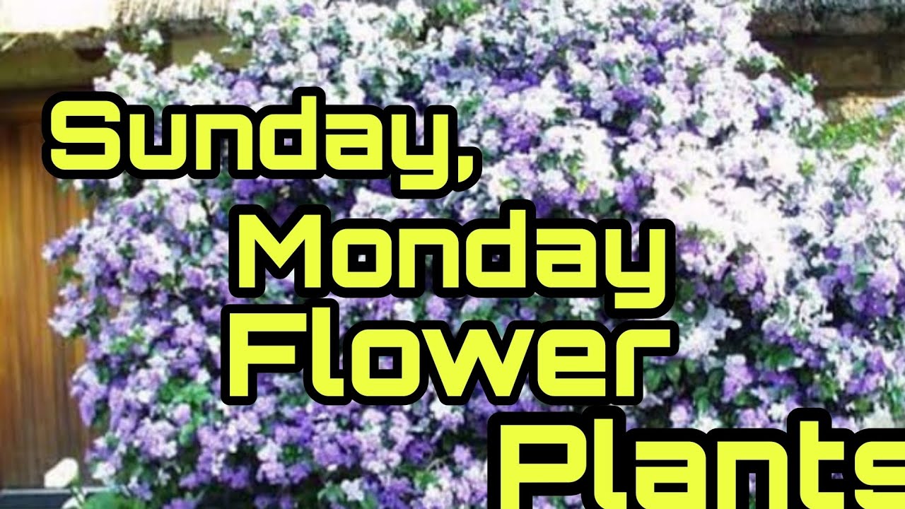 Sunday, Monday, flower plant 9539330745 - YouTube